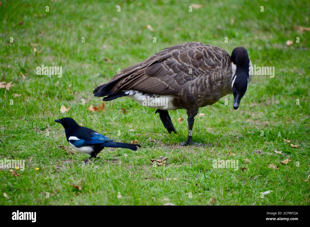 canadian goose eyes a magpie at the royal botanic gardens kew london ...