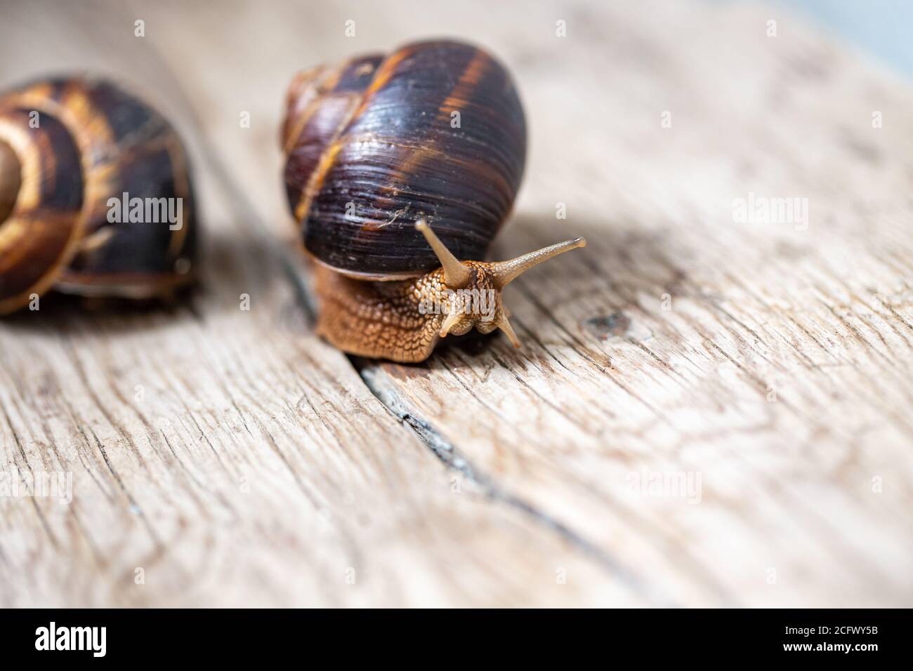 Big snail on the tree. Burgudian, grape or Roman edible snail from the ...