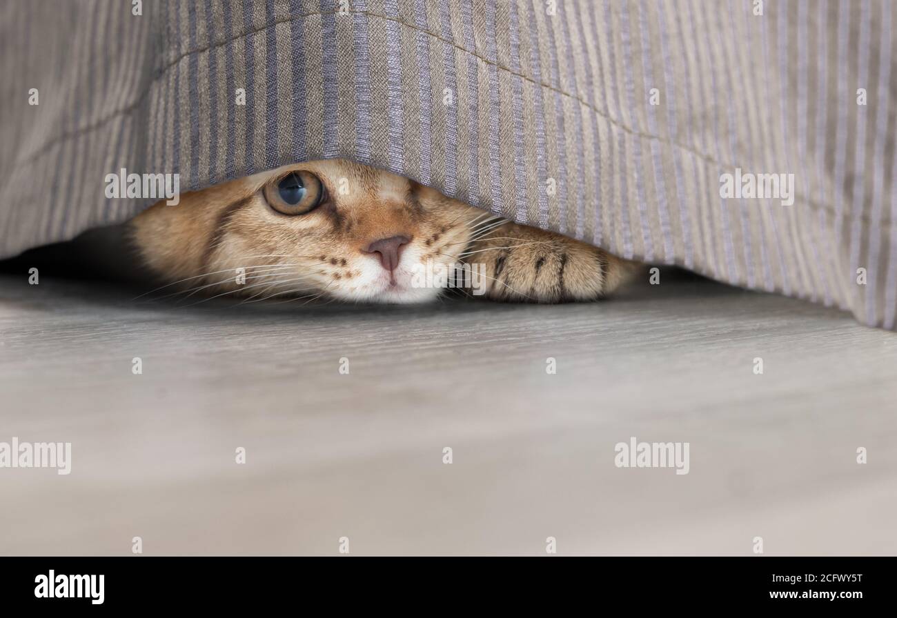 funny little cat stealing under portiere Stock Photo - Alamy