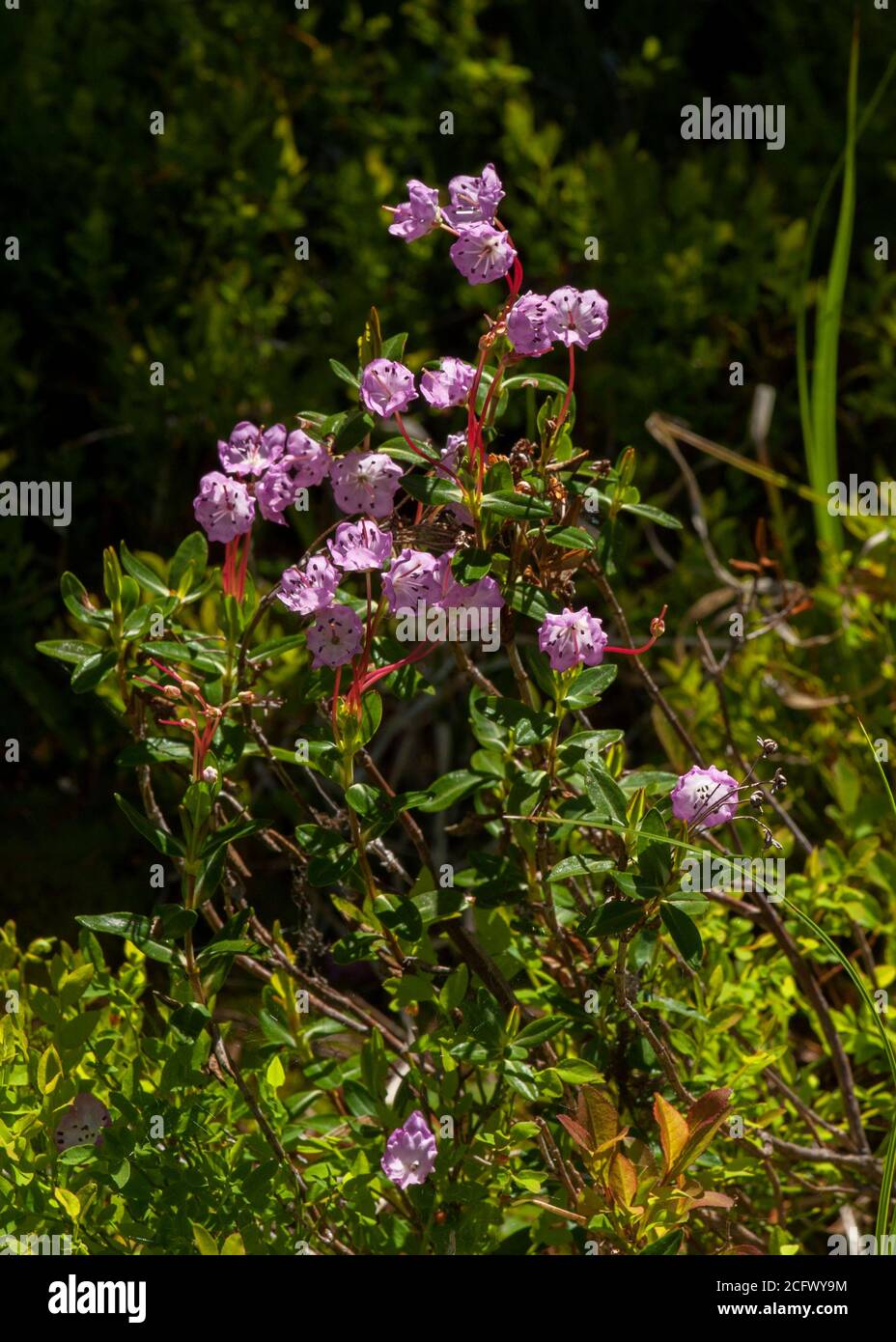 Alpine Laurel (Kalmia Microphylla), at the summit of the Oregon ...