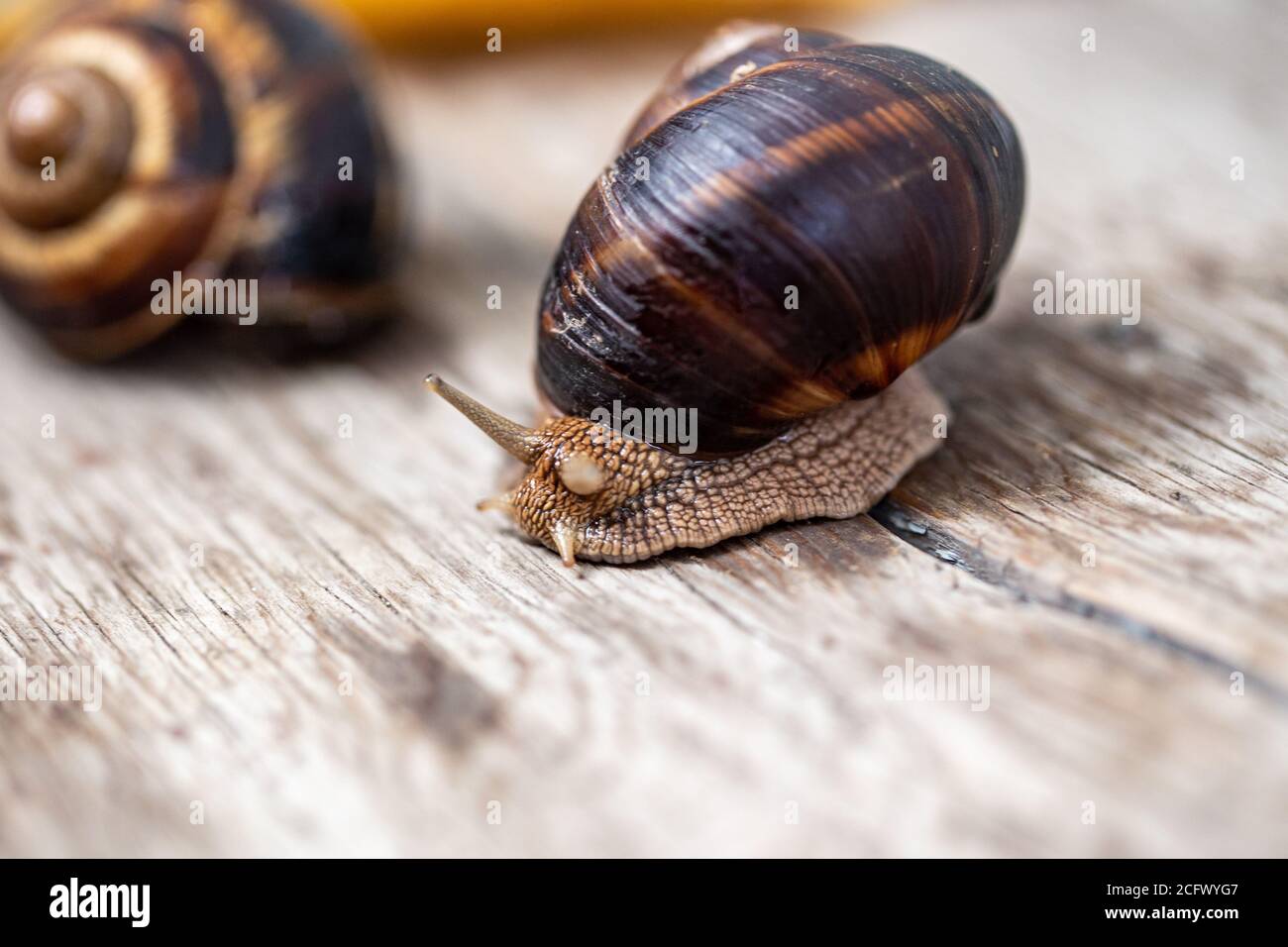 Air breathing snails hi-res stock photography and images - Alamy