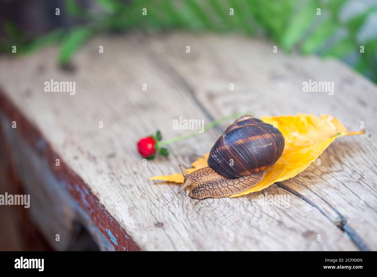 Big snail on the tree. Burgudian, grape or Roman edible snail from the ...
