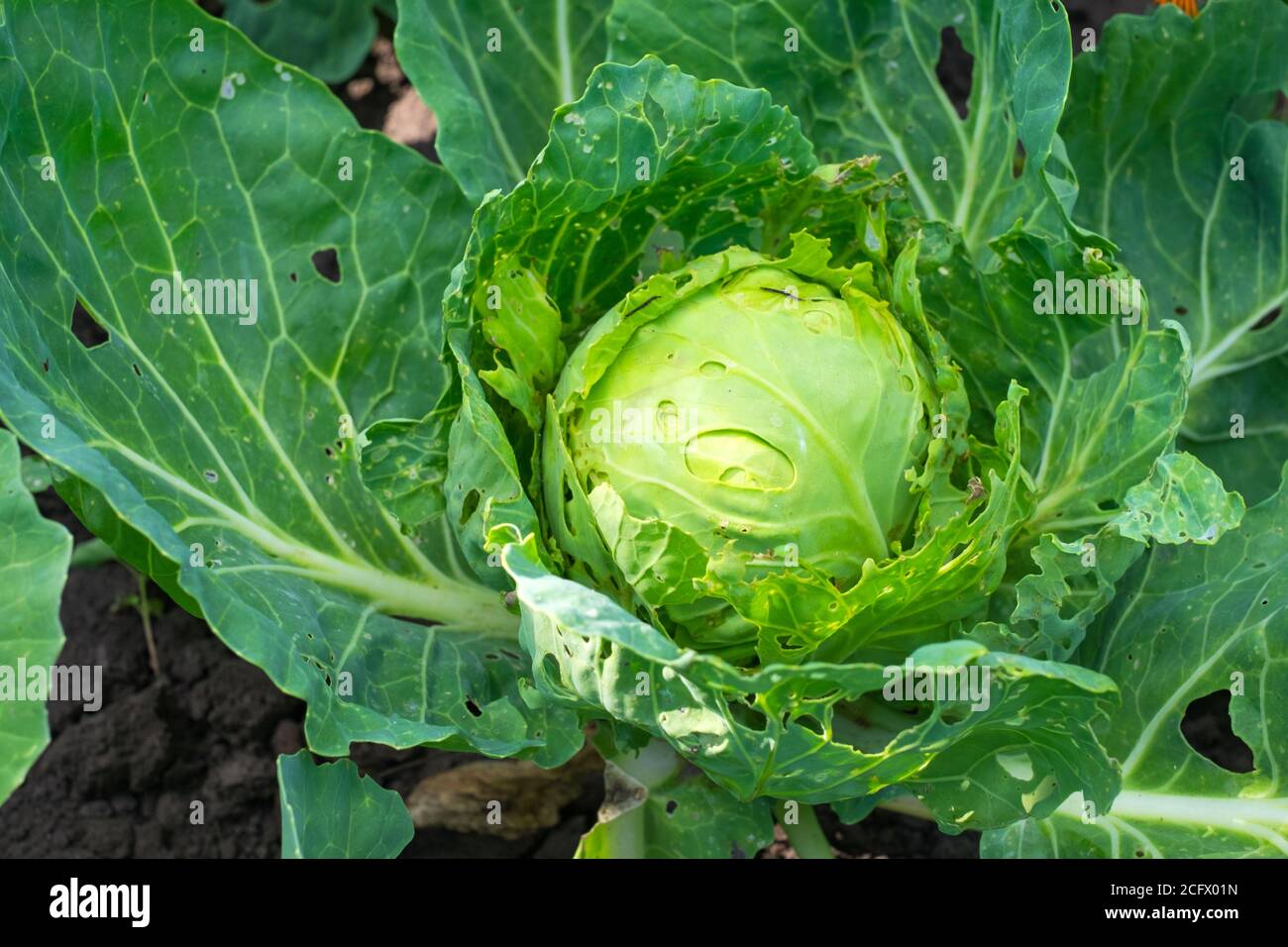 Cabbage snail hi-res stock photography and images - Alamy