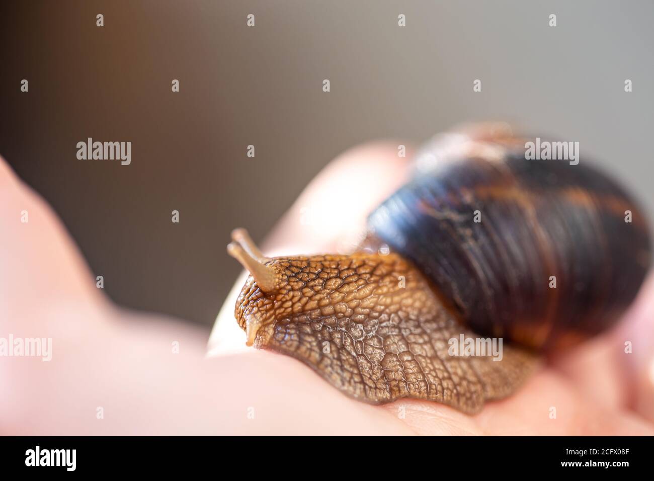 A large snail on a human hand. Pet, cosmetology and useful properties ...
