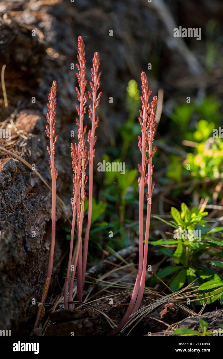 Coralroot orchids (Genus Corallorhiza), species unknown Stock Photo - Alamy