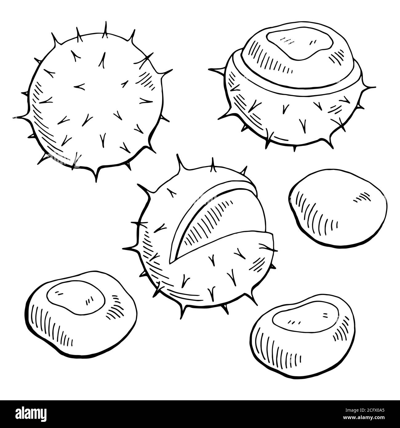 Chestnut nut graphic black white isolated sketch illustration vector ...