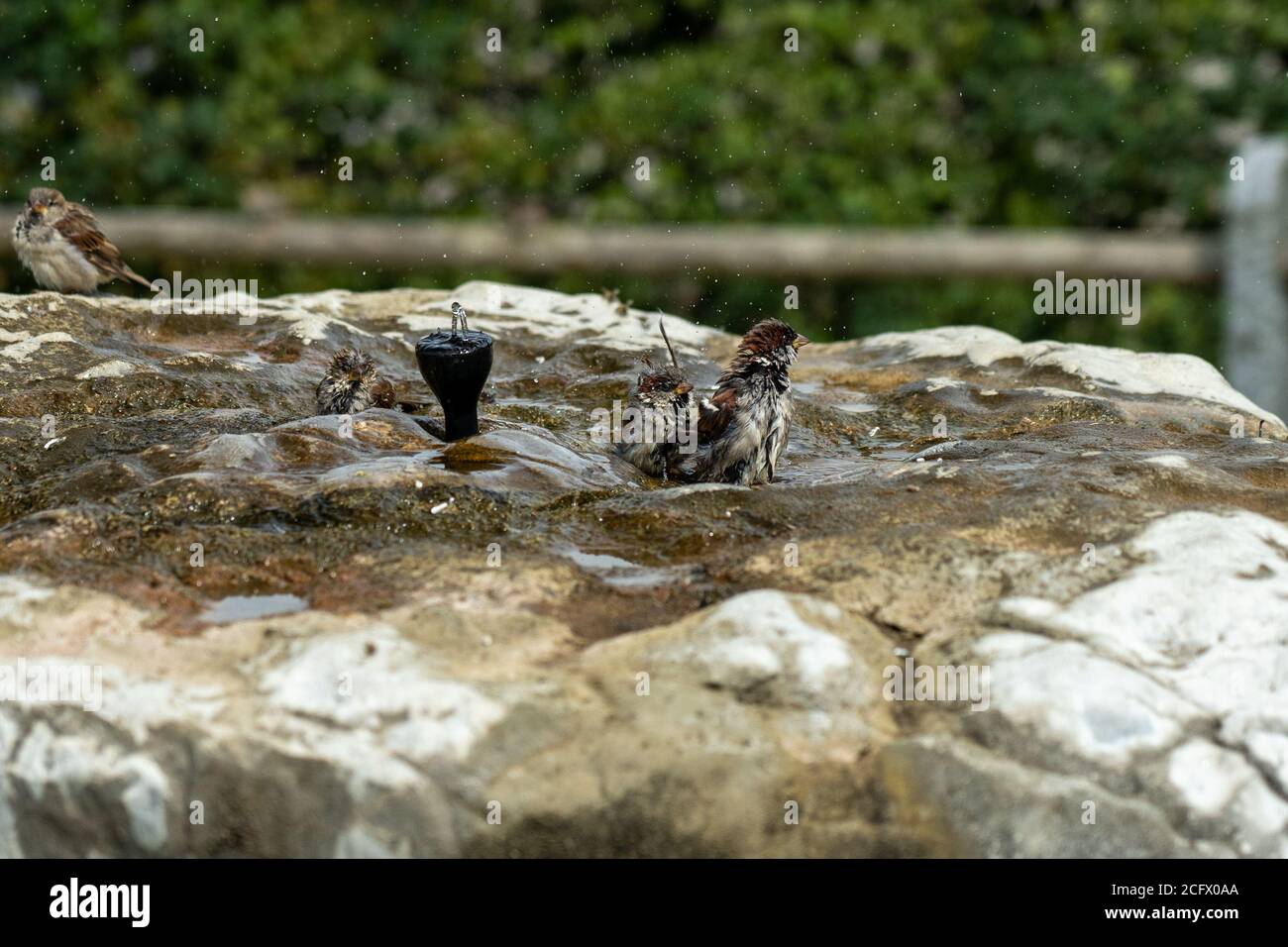 House sparrows bathing in a bird bath splashing water Stock Photo - Alamy