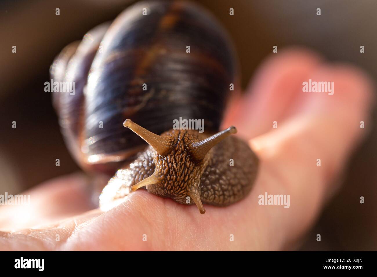 A large snail on a human hand. Pet, cosmetology and useful properties ...