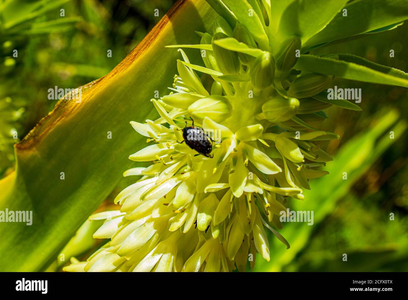 African black beetles hi-res stock photography and images - Alamy