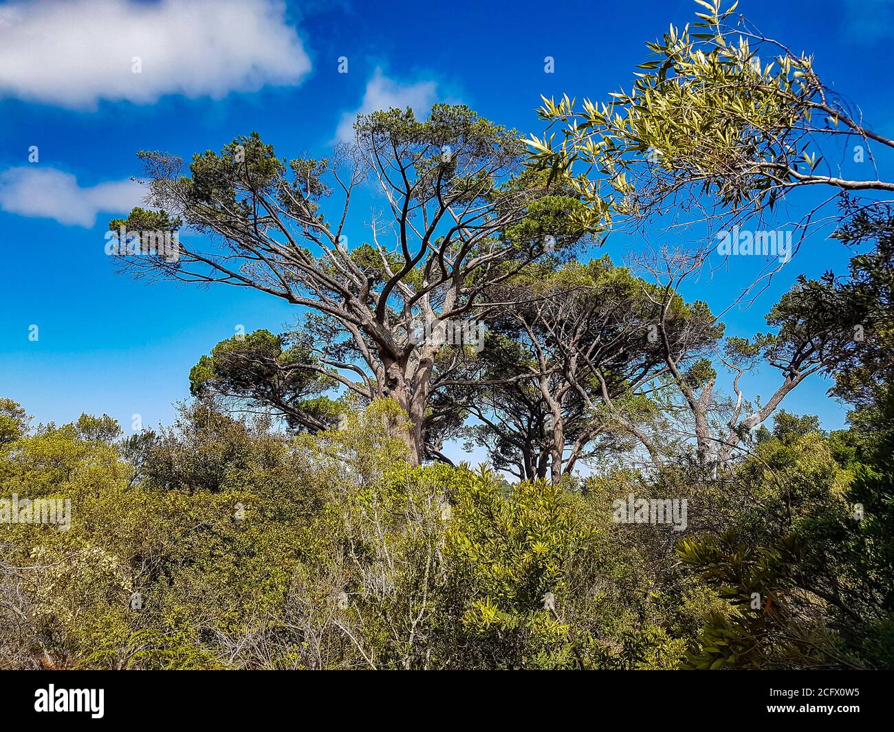 Huge South African trees in the Kirstenbosch Botanical Garden in Cape ...