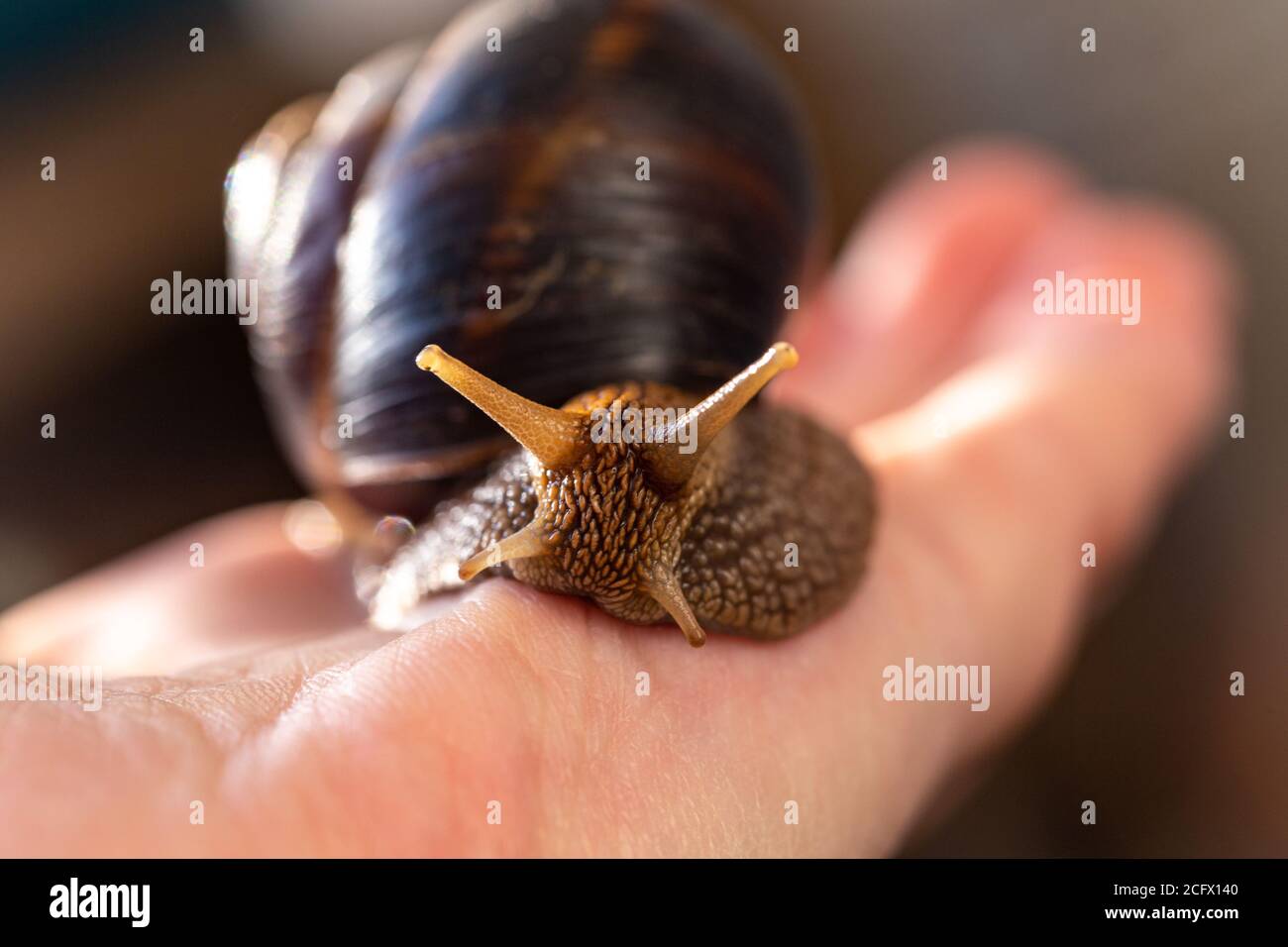 A large snail on a human hand. Pet, cosmetology and useful properties ...