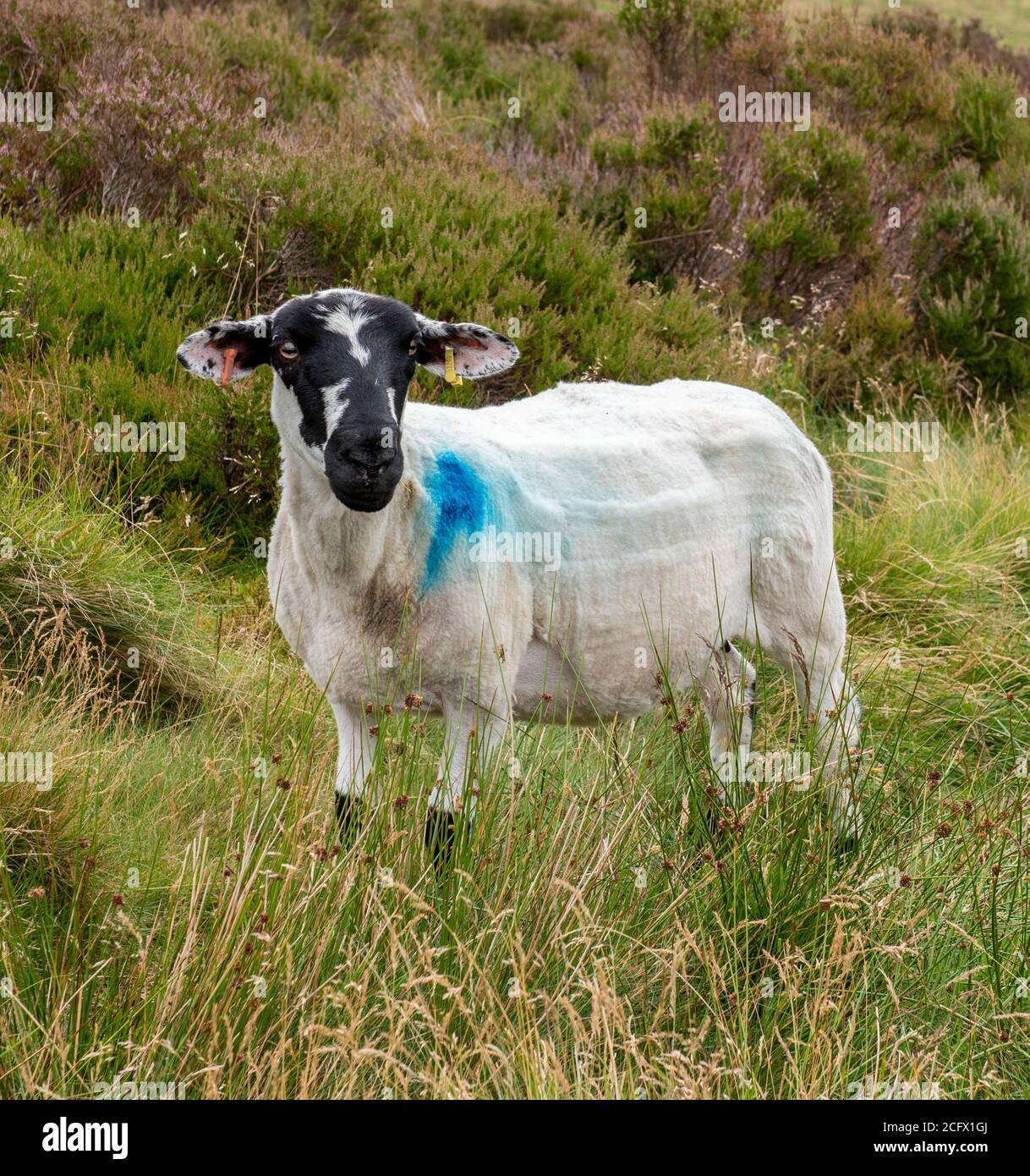 freshly sheared sheep, in a green grass pasture, peak district,England ...