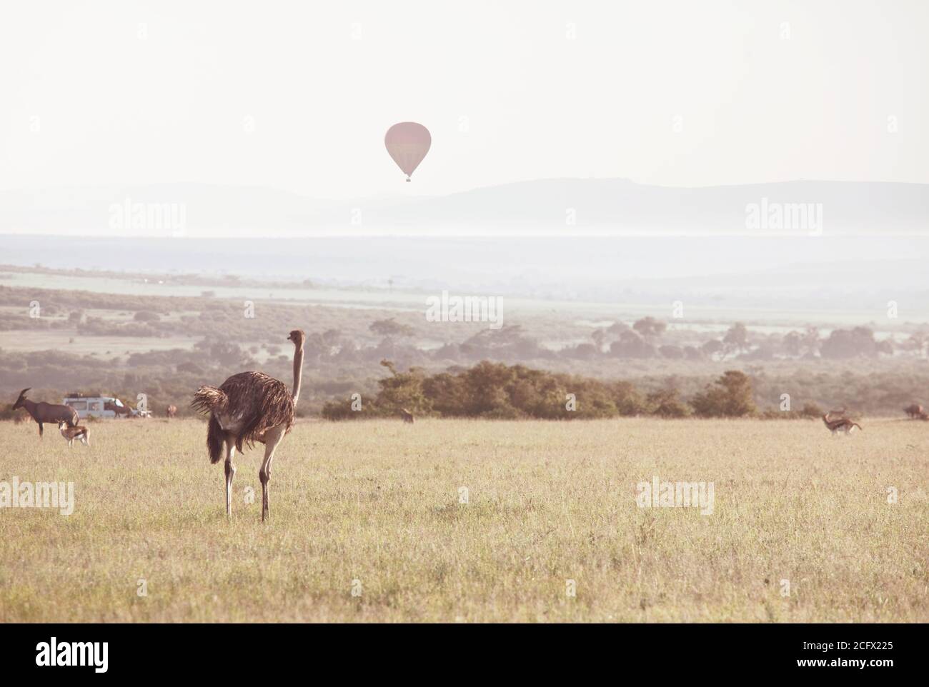 Tourist attraction on african safari in Namibia -balloons over savannah ...