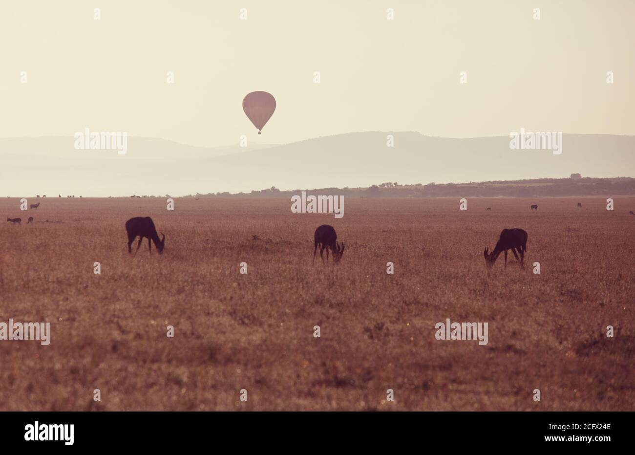 Tourist attraction on african safari in Namibia -balloons over savannah ...
