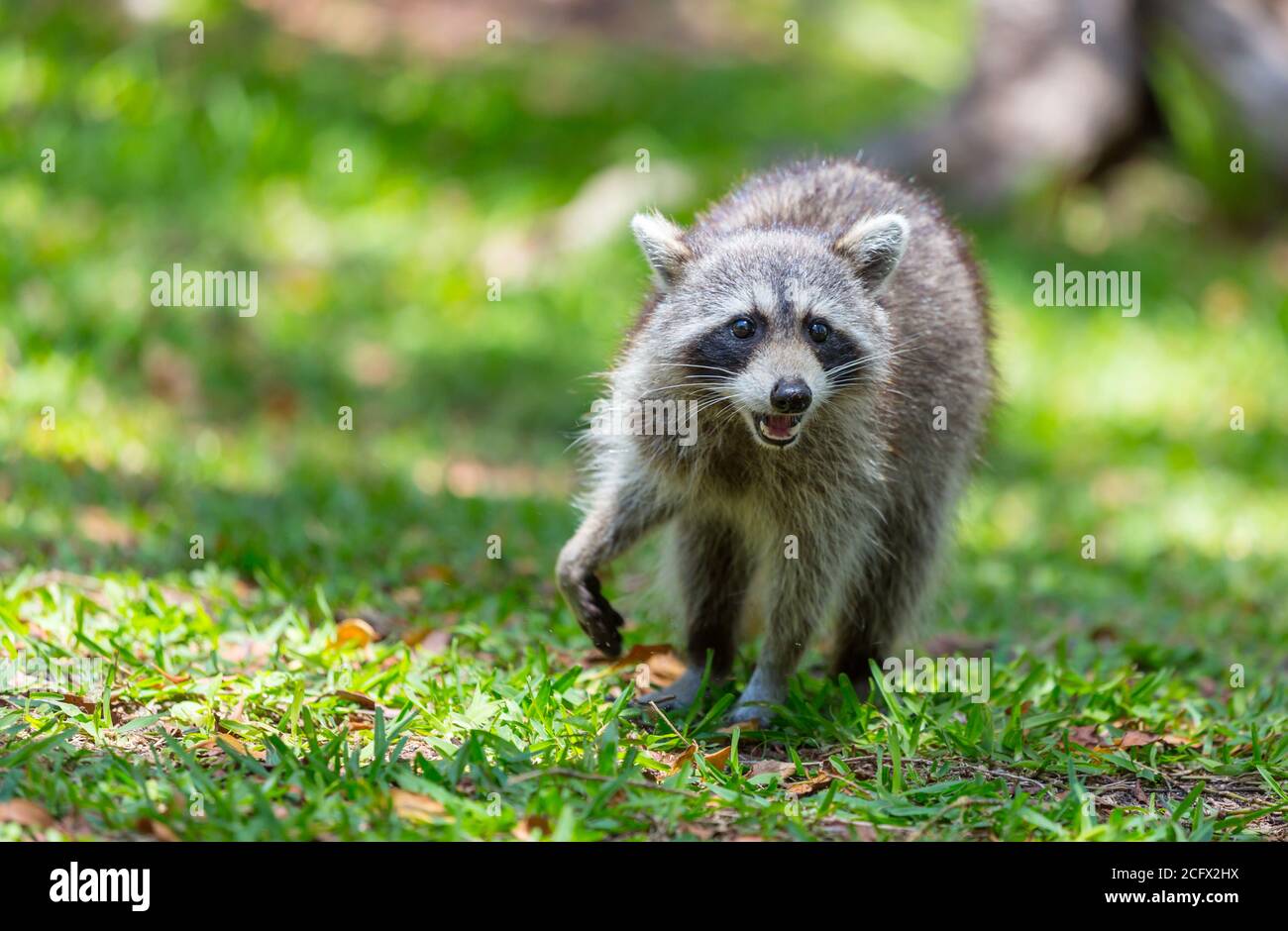 North American raccoon in green grass Stock Photo - Alamy