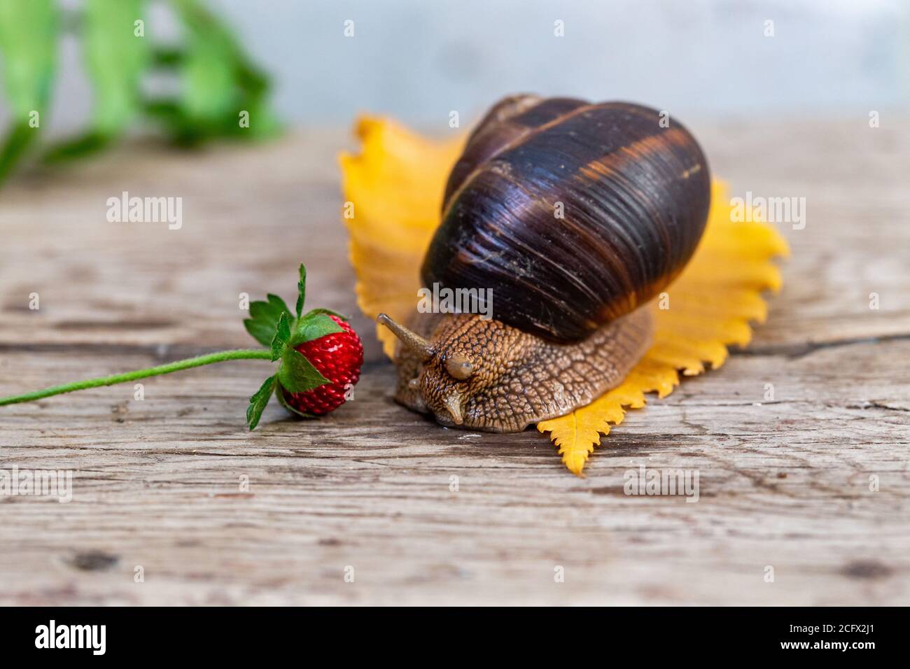 A large snail on a tree feeds on a face of a strawberry. Burgudian ...