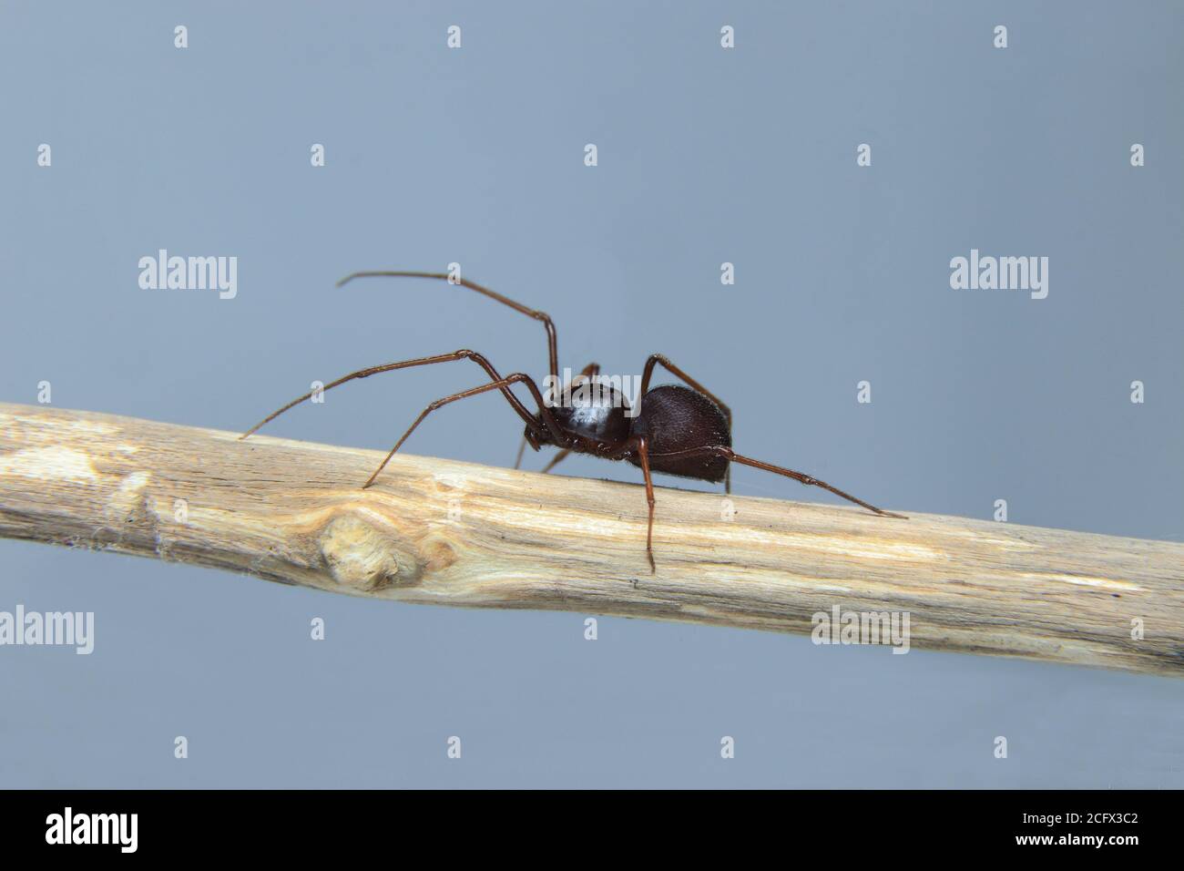 beautiful Brown Spitting Spider on a branch Stock Photo - Alamy