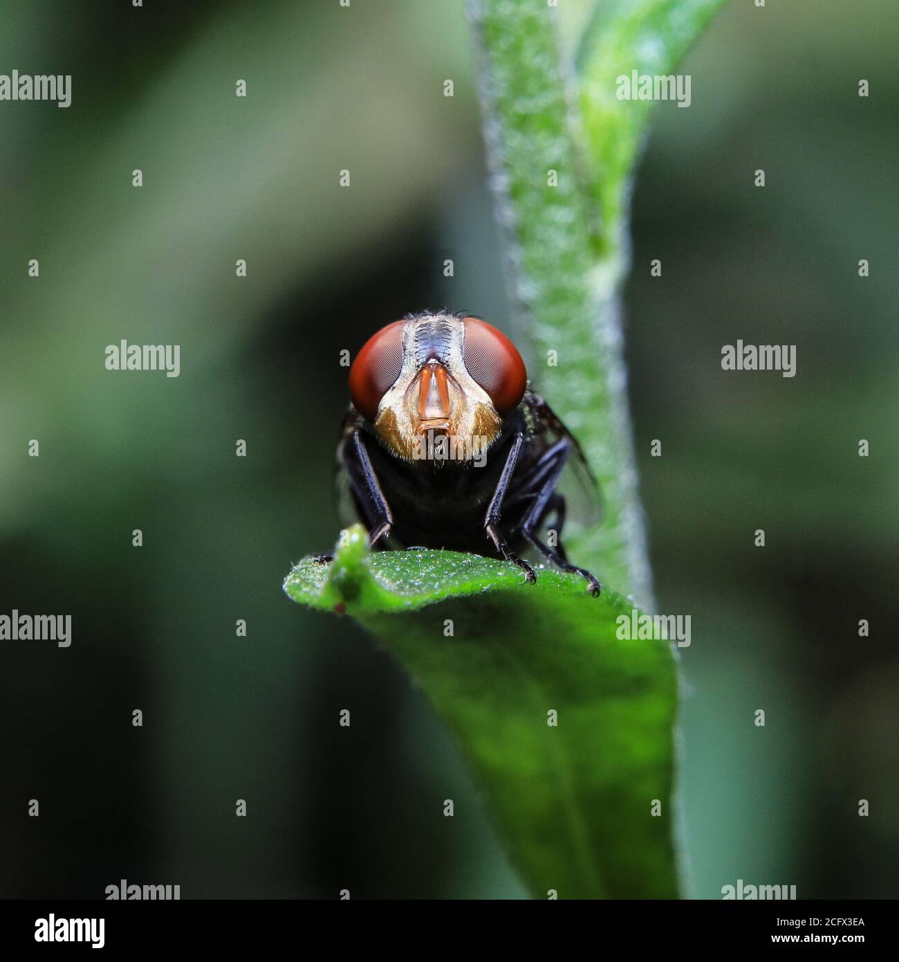 Fruit flies hi-res stock photography and images - Alamy