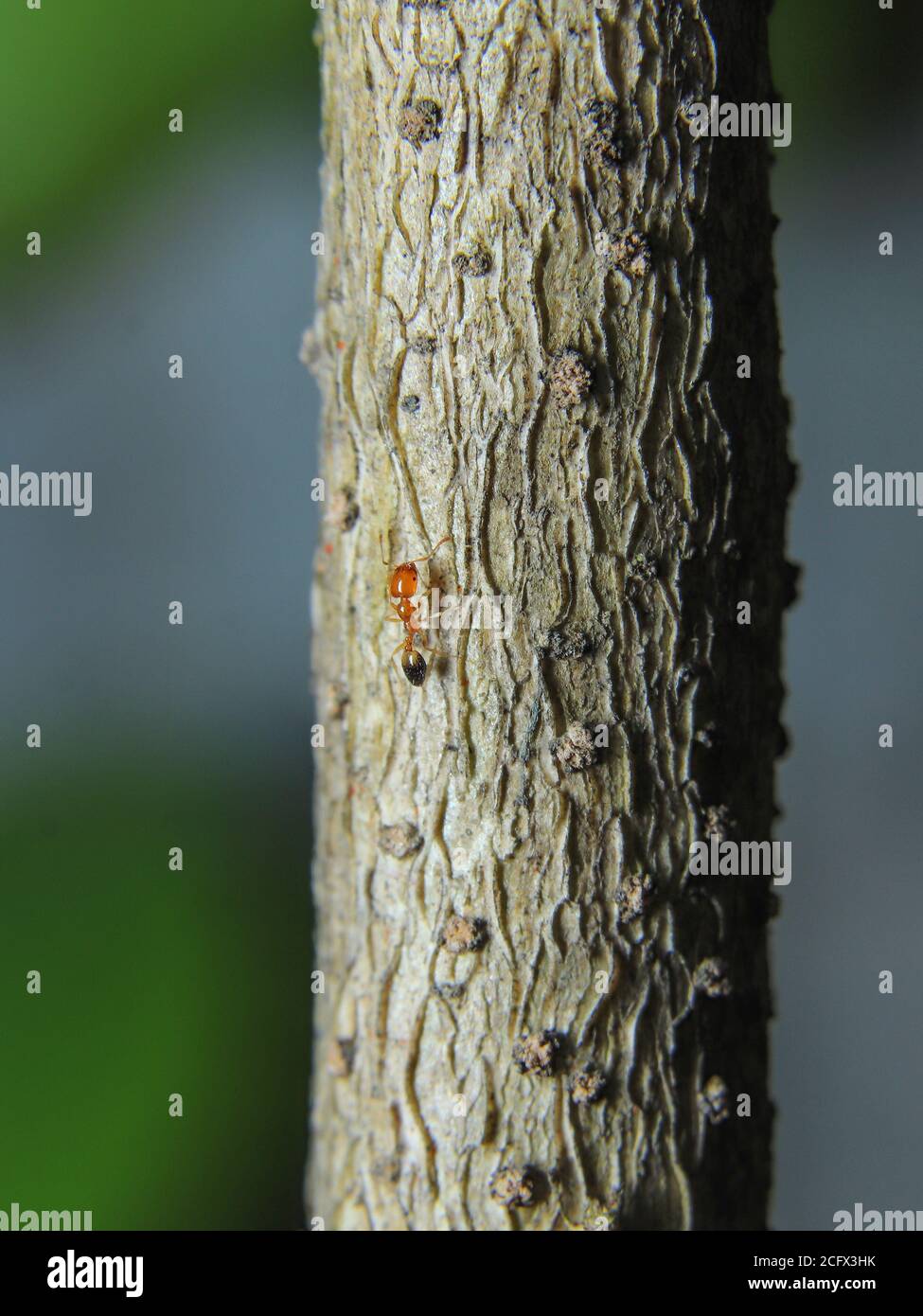 Ant climbing hi-res stock photography and images - Alamy
