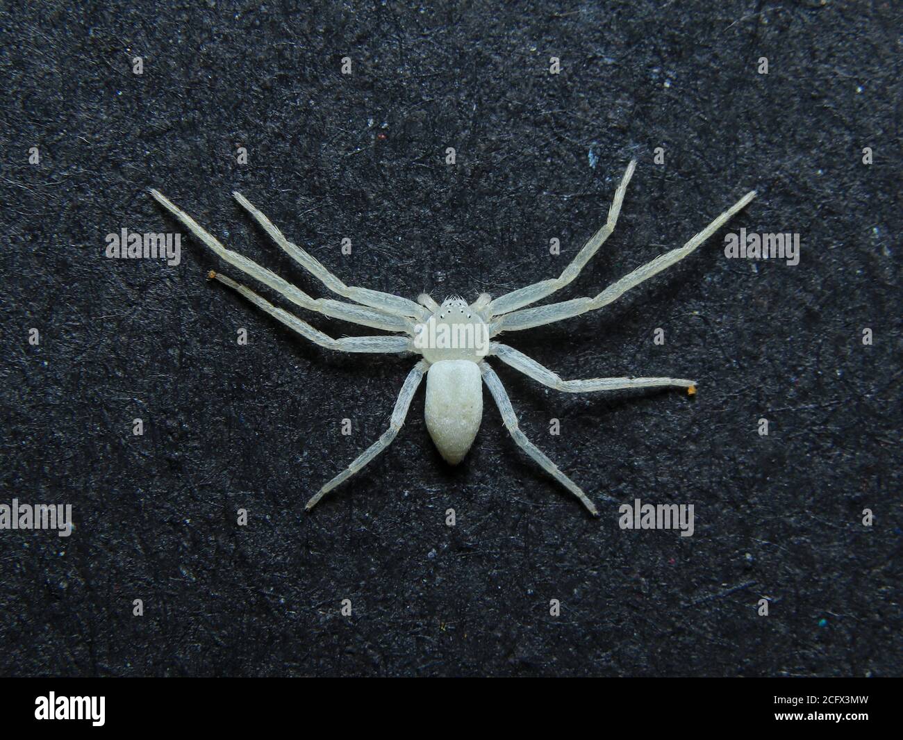 beautiful white Running crab spider top view stock photo Stock Photo ...