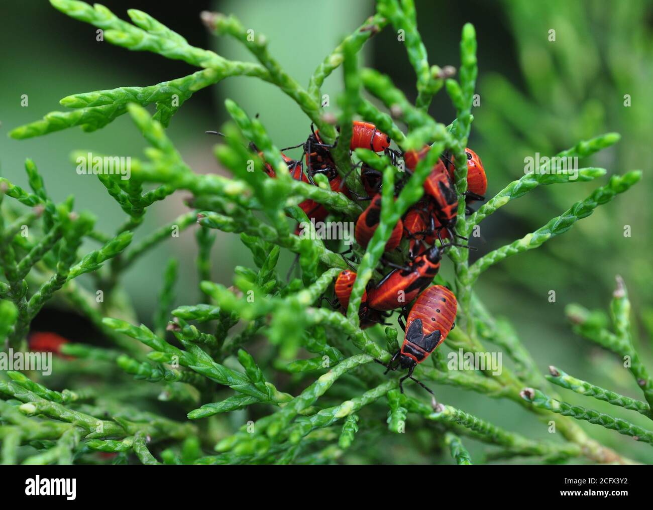 Red Bugs In Garden