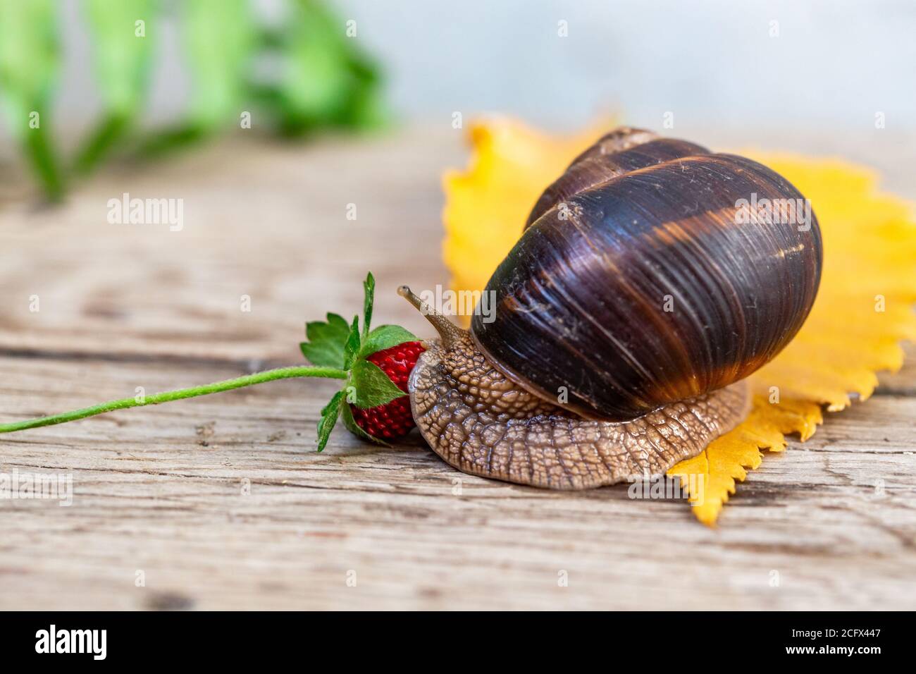 A large snail on a tree feeds on a face of a strawberry. Burgudian ...