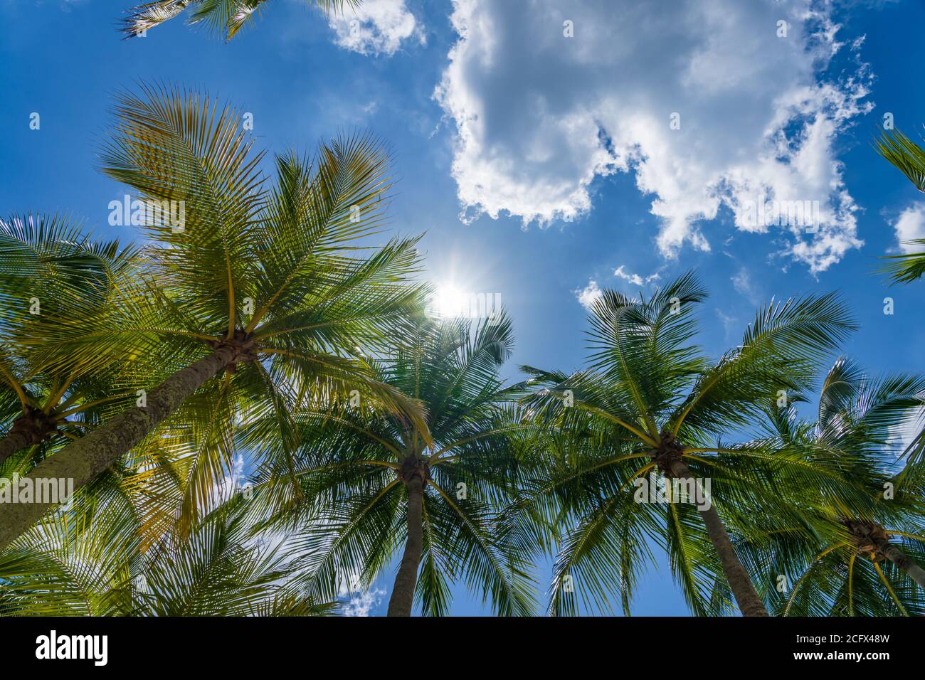 Coconut trees over bright blue sky Stock Photo - Alamy