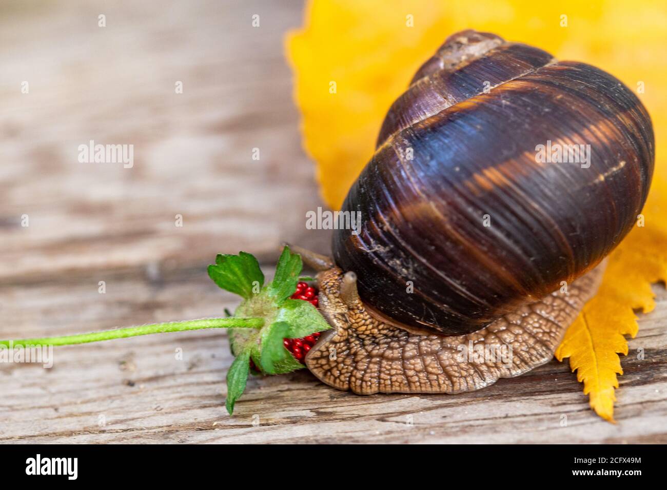 A large snail on a tree feeds on a face of a strawberry. Burgudian ...