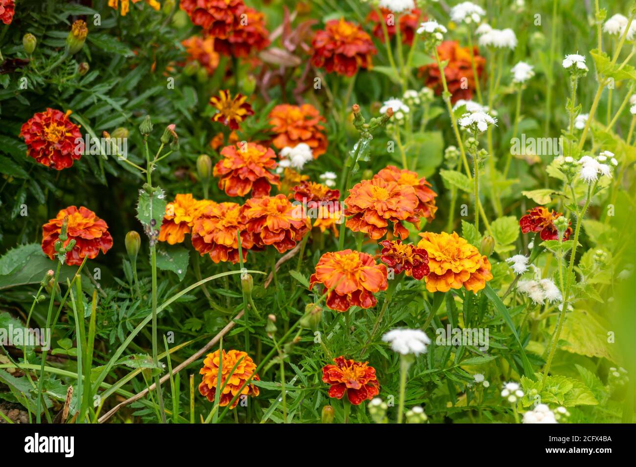 Marigolds (Tagetes erecta, Mexican marigold, Aztec marigold, African ...