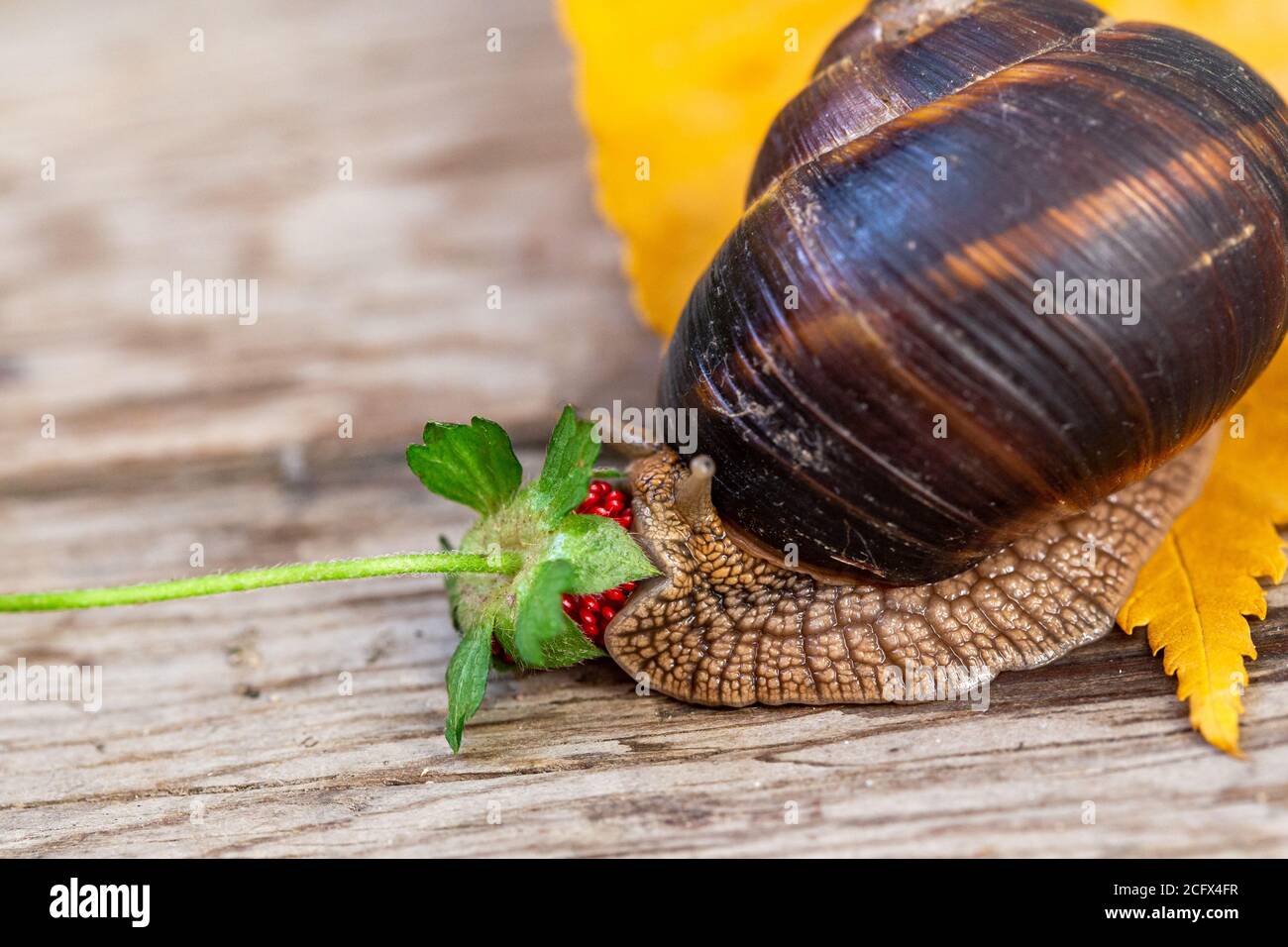 Green slime face hi-res stock photography and images - Alamy