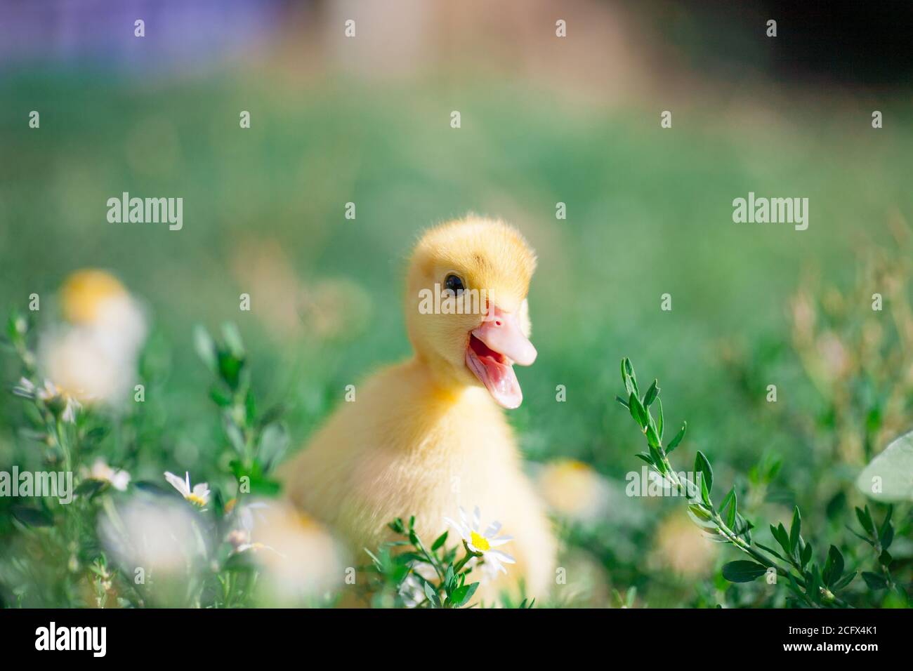 little yellow duckling in green grass exploring territory lost mom ...