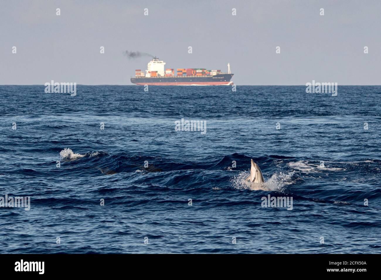 container ship with happy striped dolphin jumpin at sunset Stock Photo ...