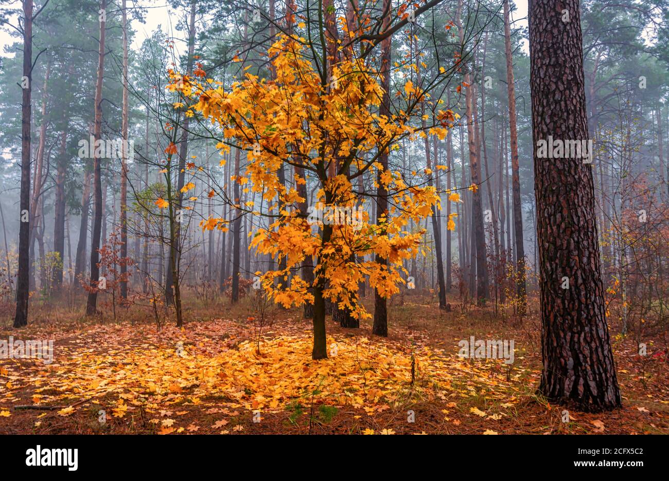 The forest is decorated with autumn colors. Mist covered the trees ...