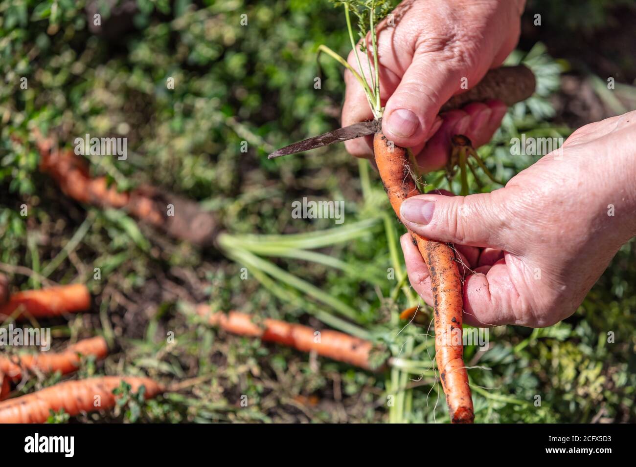 A close up shot of a farmer holding and cutting carrots just dug out ...