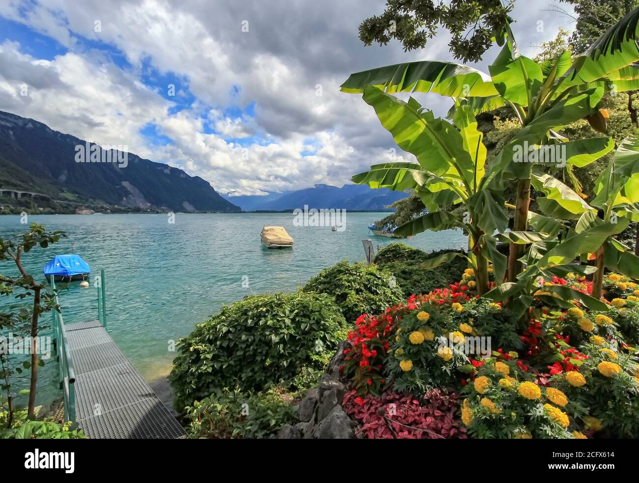 Colorful springtime flowers at Geneva lake and Alps mountains in Stock ...