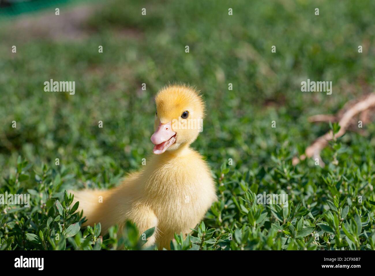 little yellow duckling in green grass exploring territory lost mom ...