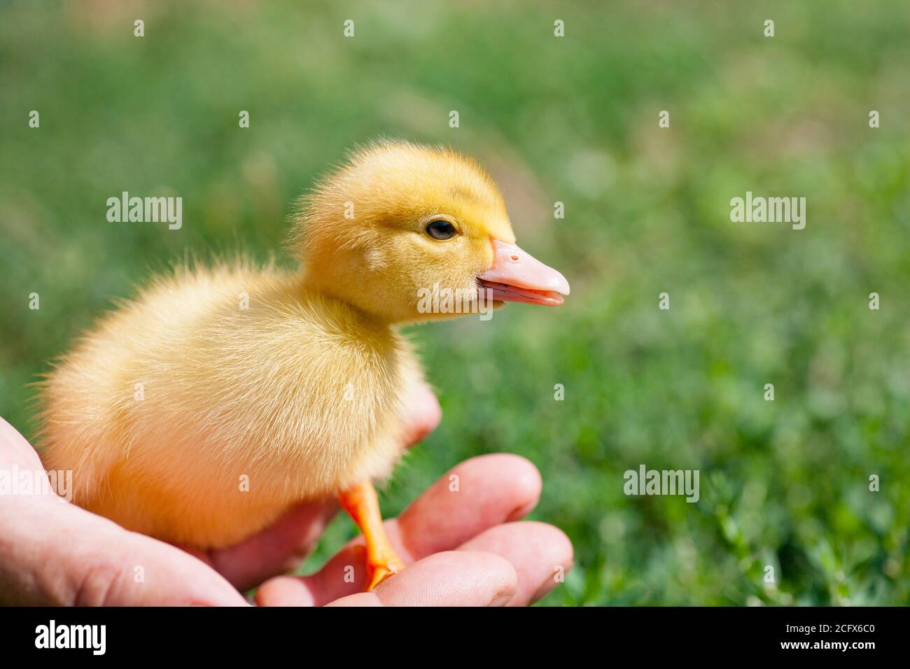 Girl holding a duckling hi-res stock photography and images - Alamy