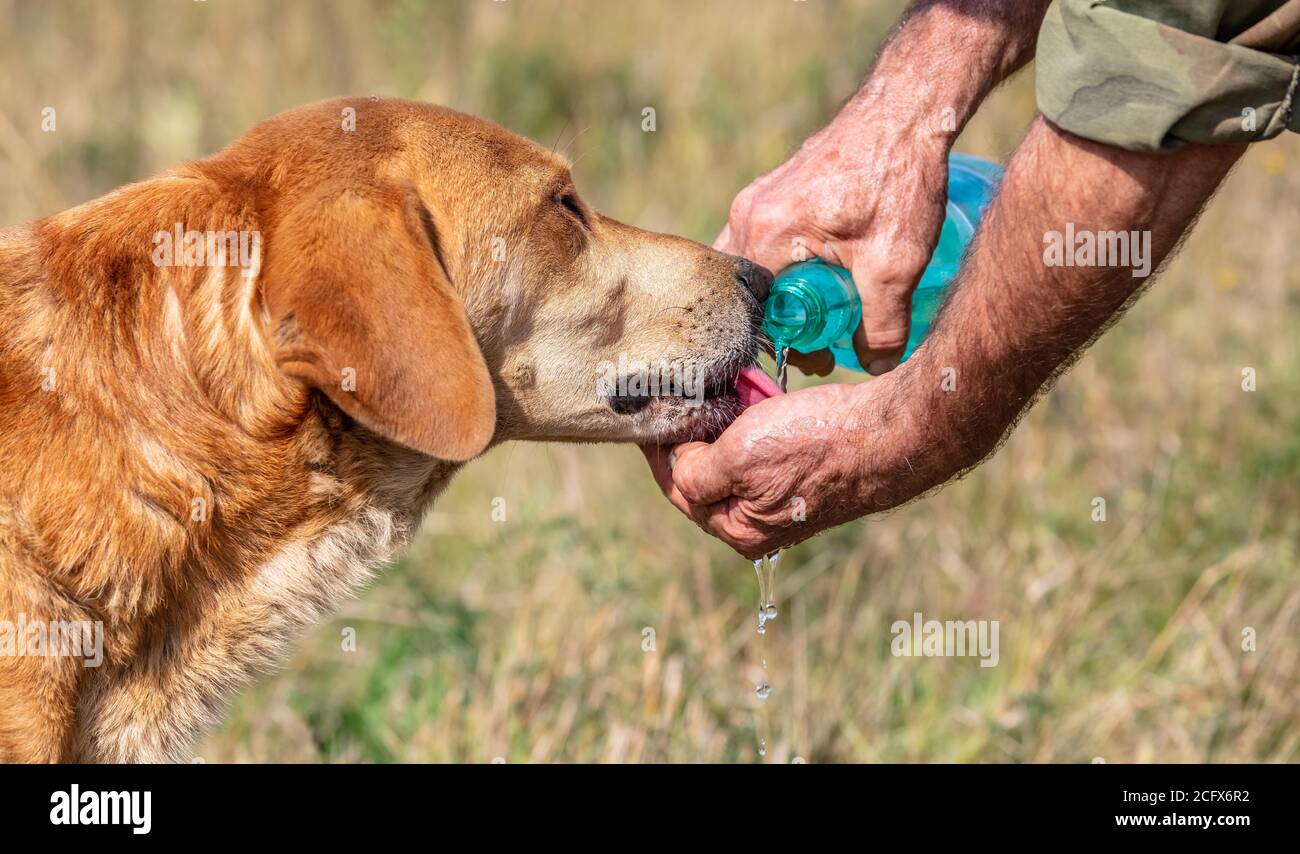 A shot of a hunter giving water to his hound dog in the countryside ...