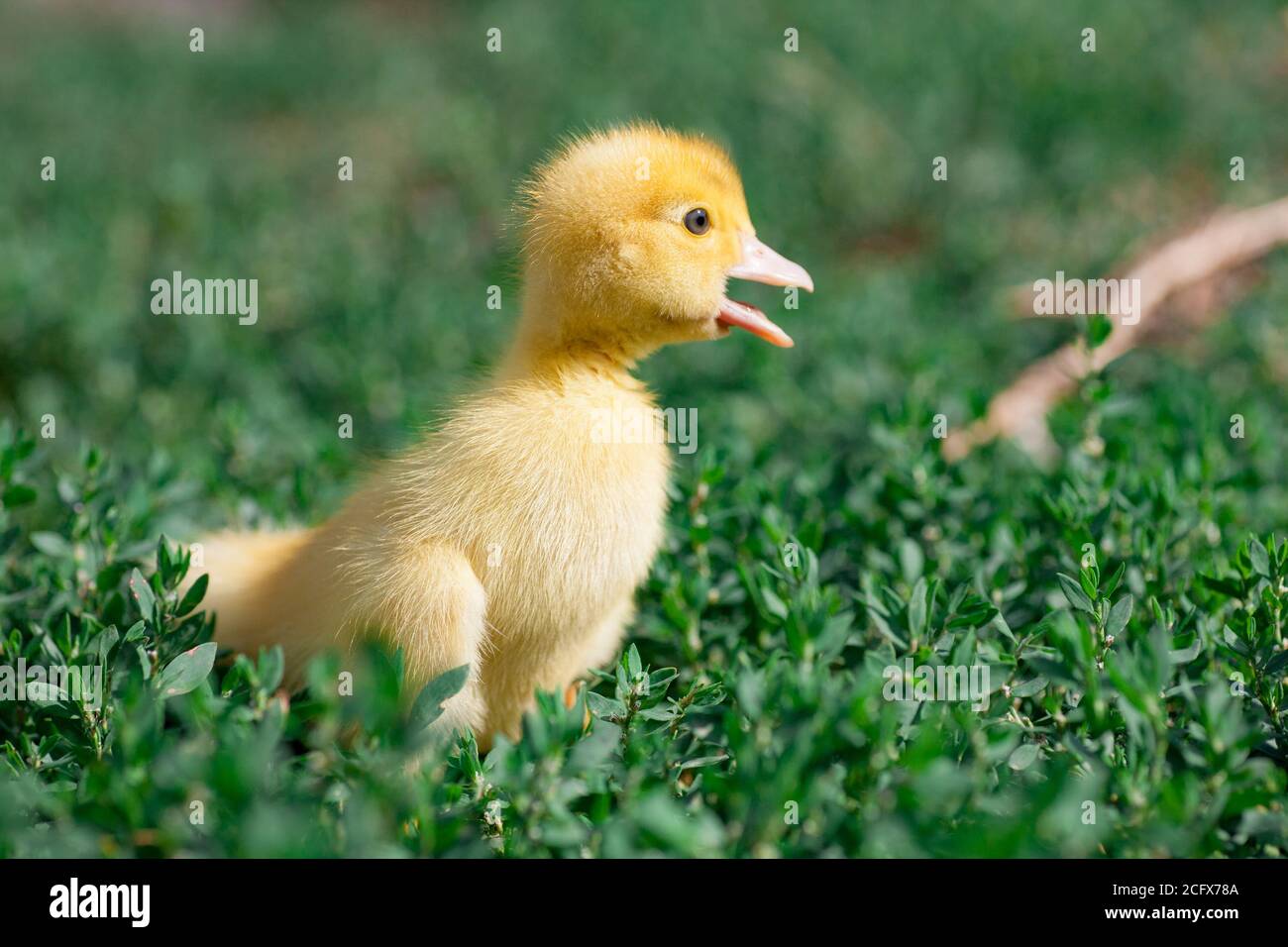 little yellow duckling in green grass exploring territory lost mom ...