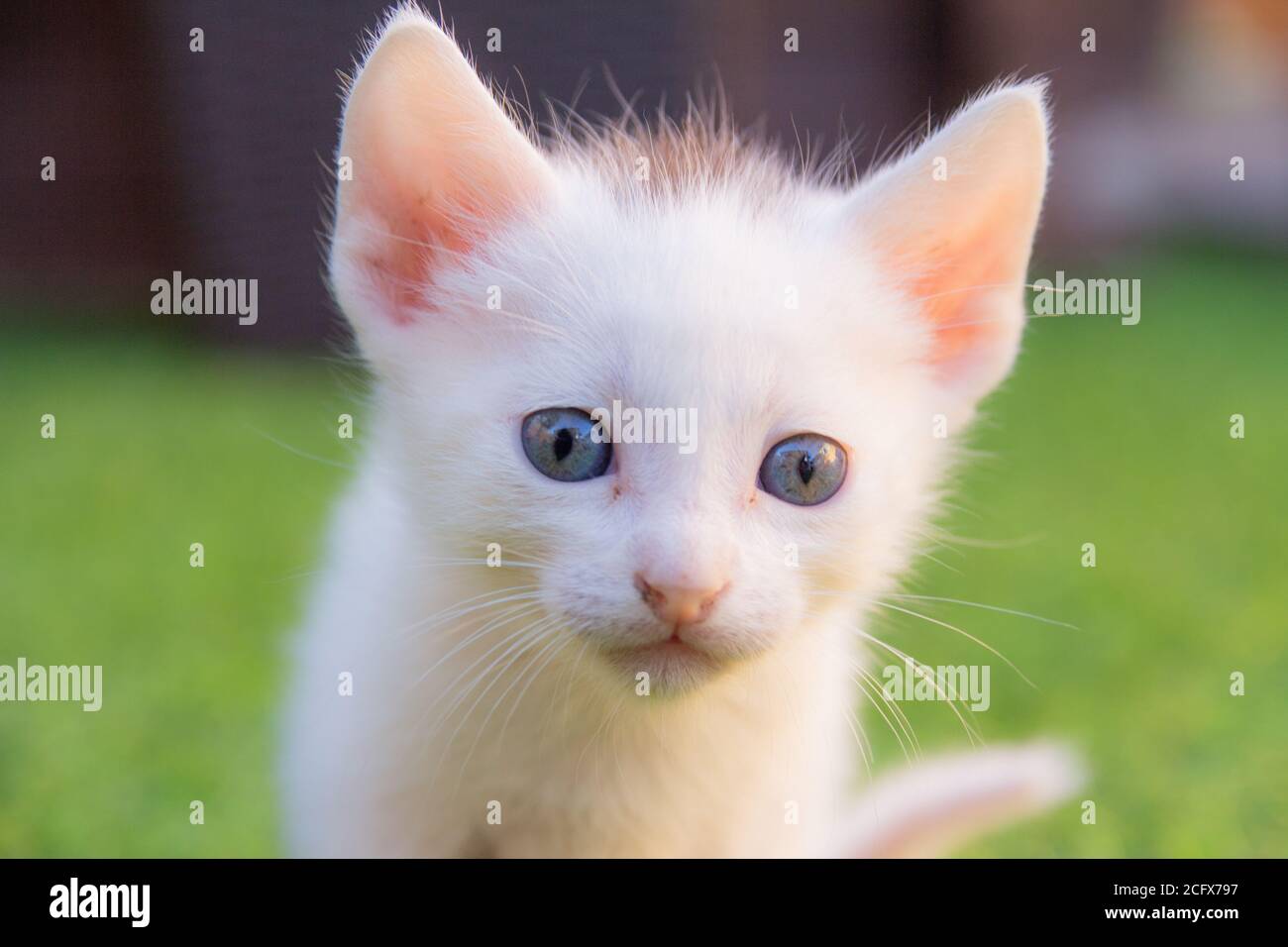Bold cat hi-res stock photography and images - Alamy