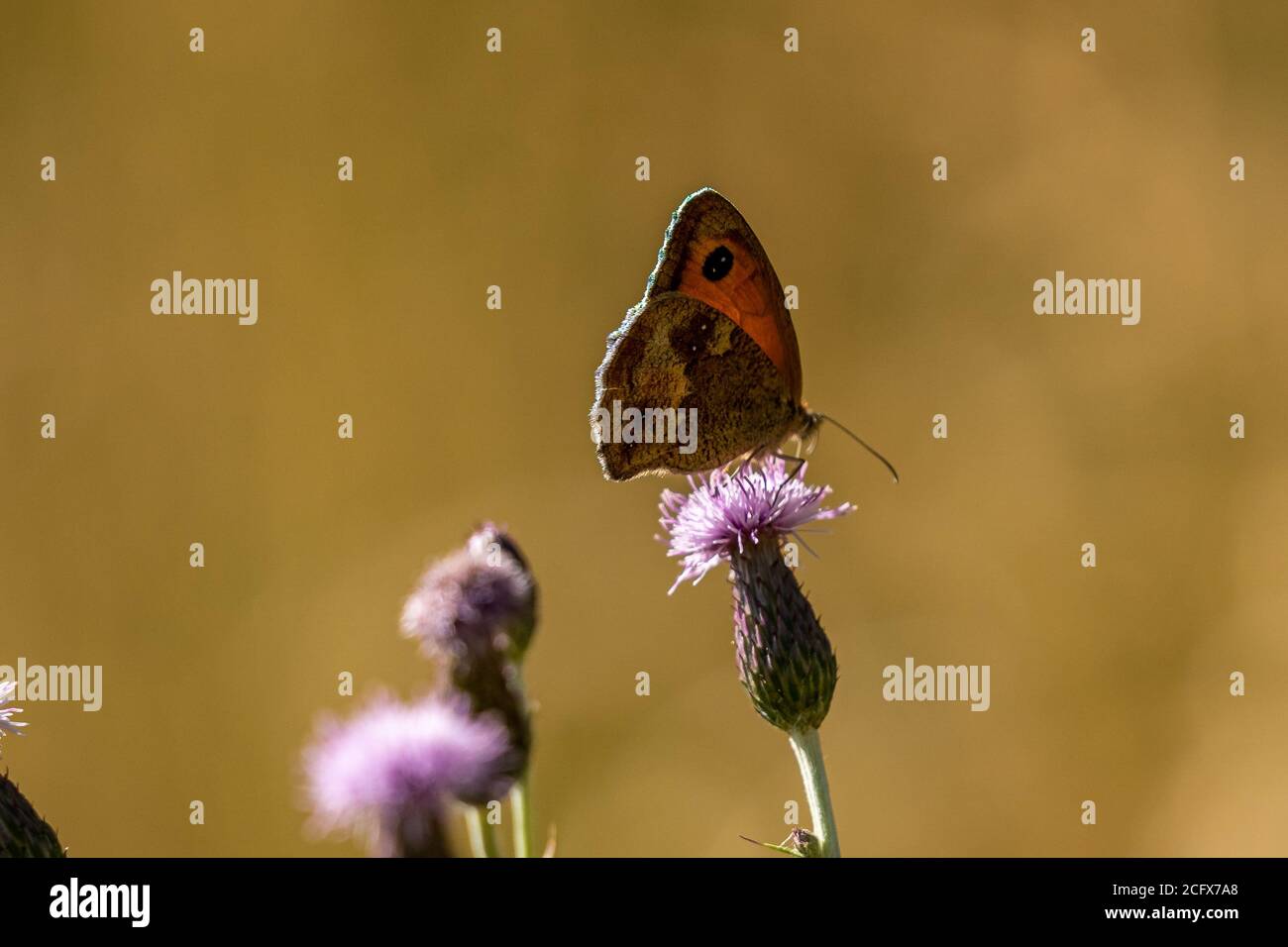 Chimney Sweeper Butterfly High Resolution Stock Photography and Images ...
