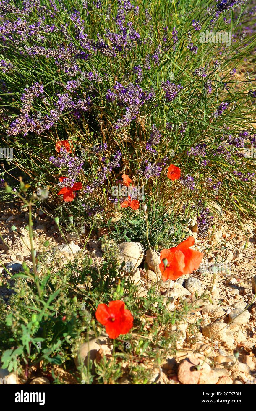 Lavender and poppies hi-res stock photography and images - Alamy