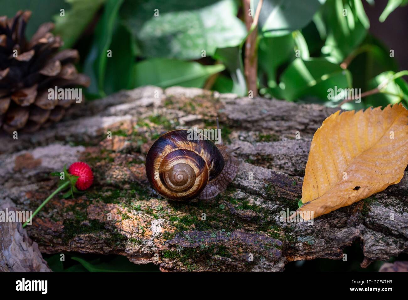 A large snail on the bark of a tree. Photo in the wild. Burgudian ...