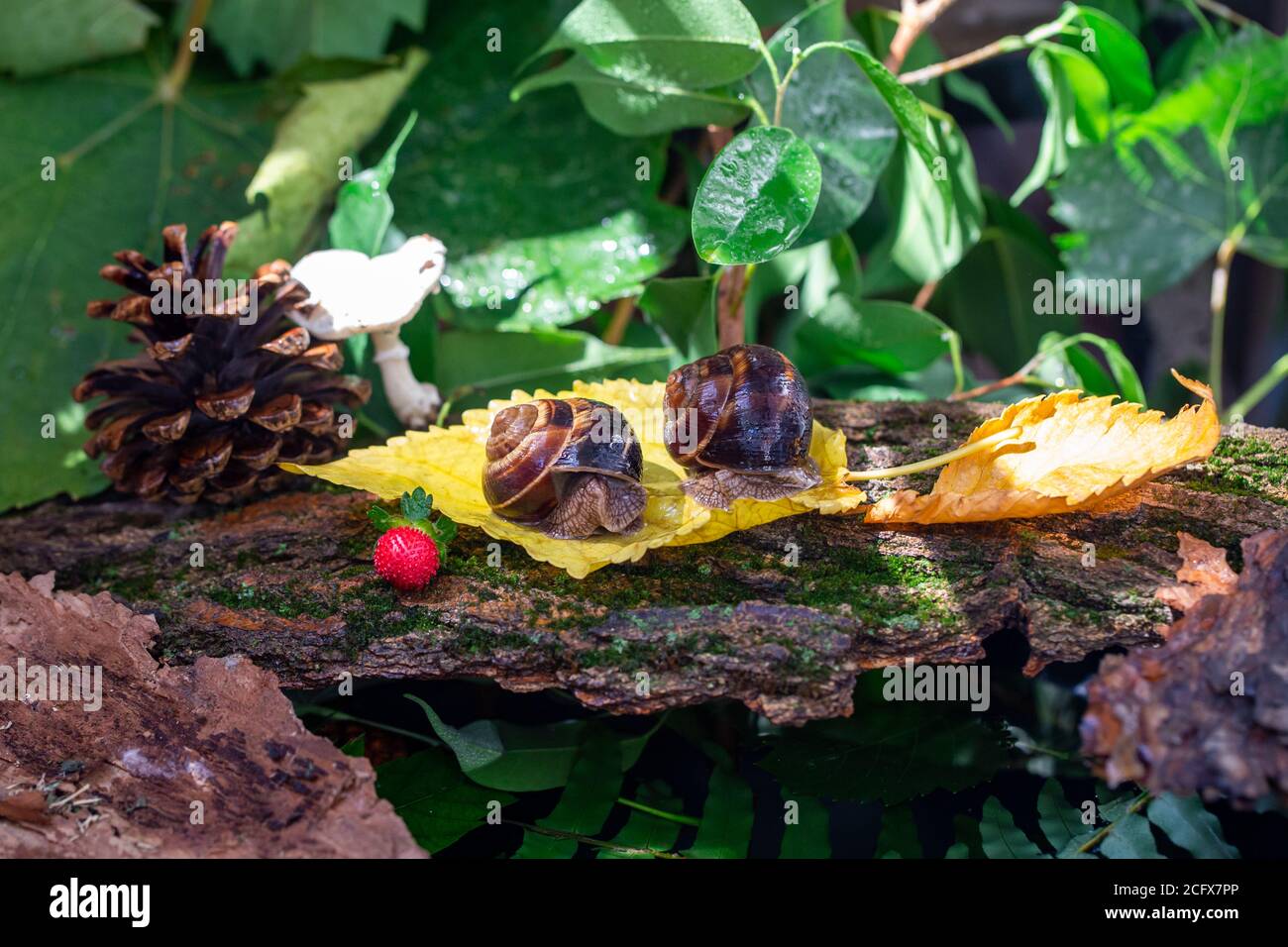 Large snails crawling along the bark of a tree. Photo in the wild ...