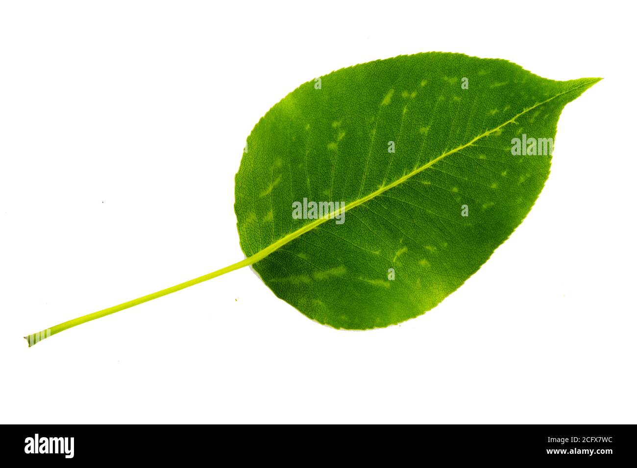 one green leaf of pear isolated on the white background, bottom side of ...