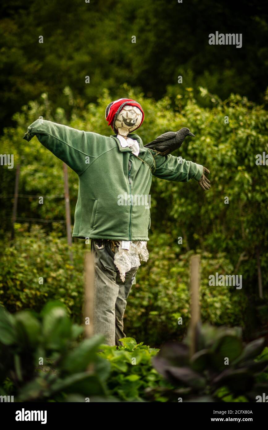 Scarecrow crops agriculture farming hi-res stock photography and images ...