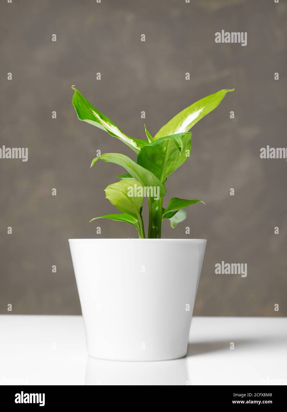 Plant in pot Stock Photo - Alamy