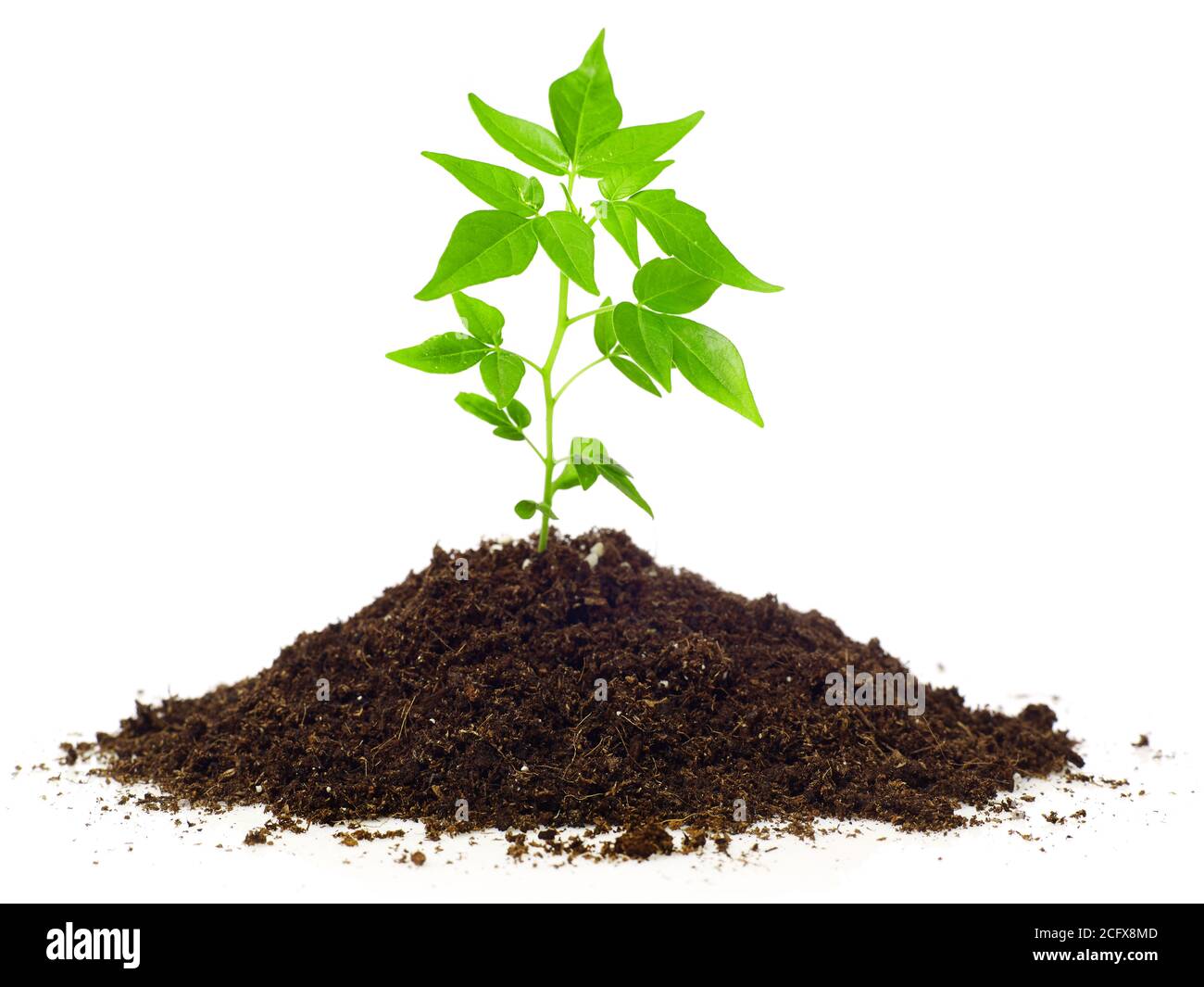 New seedling plantation hi-res stock photography and images - Alamy