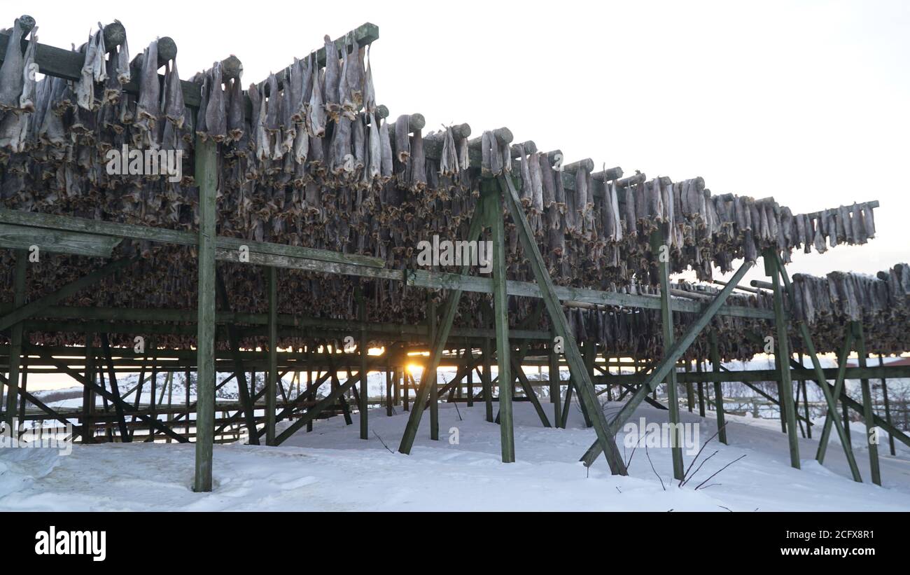 Dried Fish hanging up on wooden racks in Henningsvaer Stockfish ...
