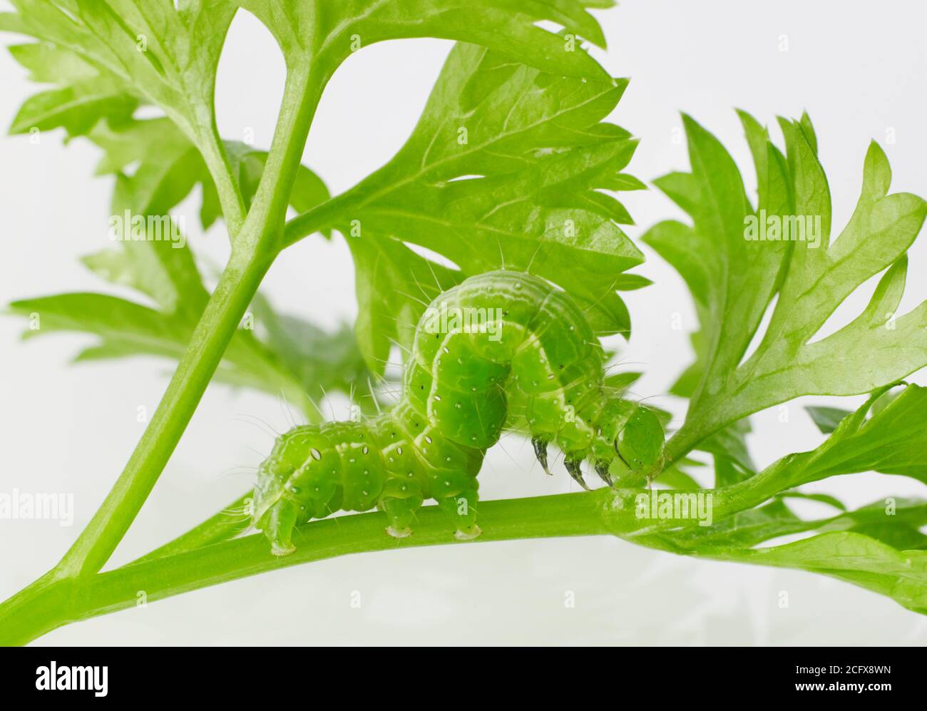 Harmful leaf worm Stock Photo - Alamy
